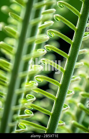 Tropical sago palm leaf. Curly buds of a cycad Japanese sago palm Stock ...