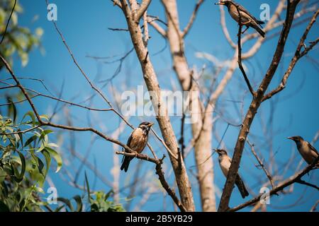 Goa, India. Rosy Starling Birds Sitting On Branches Of Tree On ...