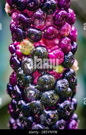 Phytolacca americana (American pokeweed), single stem showing berries ...