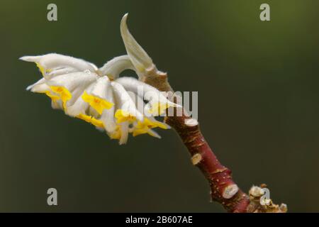 Edgeworthia chrysantha, paperbush, mitsumata, paper bush, Edgeworthia ...