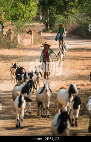 Goats on a dusty road Stock Photo - Alamy