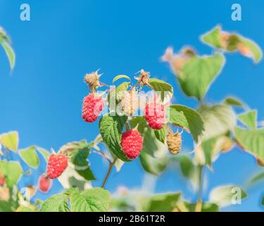 Lookup view ripe raspberries on tree branches in clear blue sky in ...