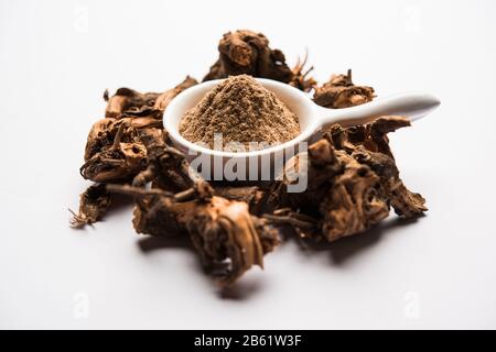 Ayurvedic Chitrak or Sheetraj roots also known as Plumbago zeylanica ...