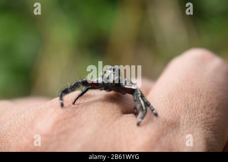 A male java jumping spider crawls on hand Stock Photo - Alamy