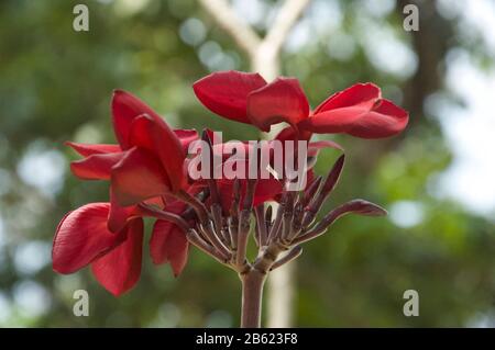 red champa flower laos national flower dok champa laos Stock Photo - Alamy