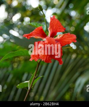 Hibiscus plant large single leaf damaged defected by pests, bugs eaten ...