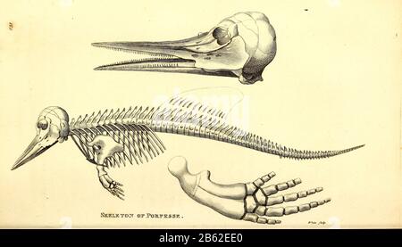 Skeleton of Porpoise Stock Photo - Alamy
