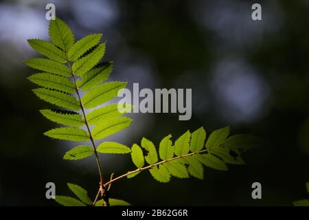 Vibrant green pinnate leaves shining in strong backlight, creating a ...