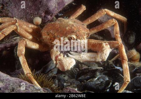 Great spider crab (Hyas araneus) on Kelp (Laminaria hyperborea ...