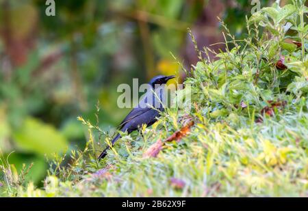 Blue Mockingbird (Melanotis caerulescens) Perched in Dense Vegetation ...