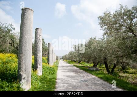 Sebastia ancient israel excavation on palestinian territory Stock Photo ...