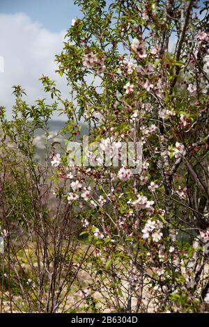 Sebastia ancient israel excavation on palestinian territory Stock Photo ...