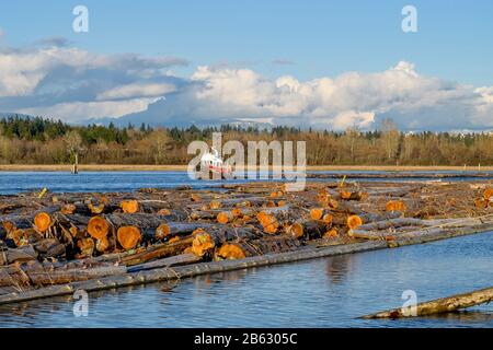 Tug boat pulling log boom, North Arm, Fraser River, Richmond, British ...