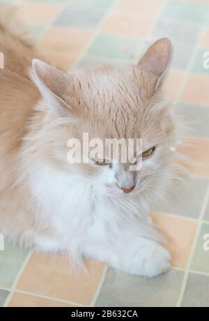 Fluffy offended beige cat with green eyes sits on the floor Stock Photo ...