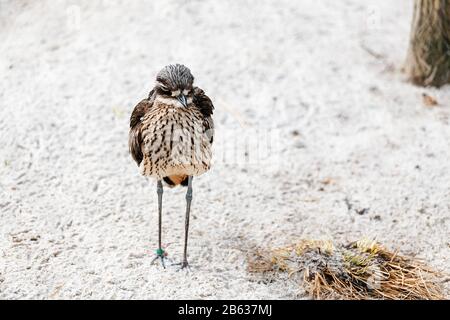 Small rare water birds with funny long legs and ridiculous stare Stock ...