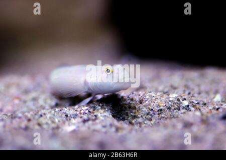 Sleeper Blue Dot Goby - (Valenciennea sexguttata Stock Photo - Alamy