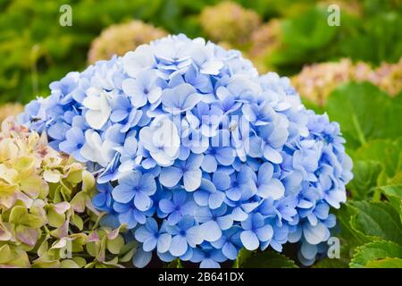 Blue hortensia flowers, , big open bush Stock Photo - Alamy