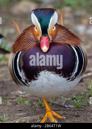 Portrait of a male Mandarin Duck Axi sponsa preening Stock Photo - Alamy