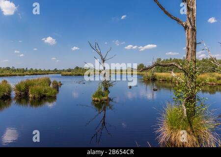 Dead trees in the moors of Dwingelderveld national park, Netherlands ...