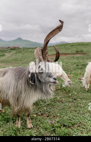goat herd leader with huge horns unusual Stock Photo - Alamy