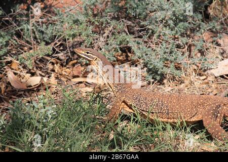A Perentie (Varanus giganteus) is the largest monitor or goanna native ...