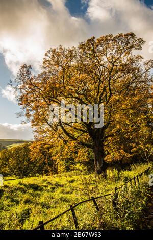 trees in autumn Ray Boswell Stock Photo - Alamy