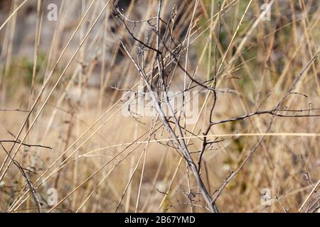 Wild stick insect ( Bacillus rossius ), a cryptic male on a dry stalk ...