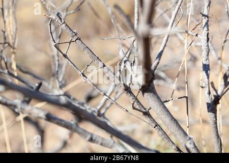 Wild stick insect ( Bacillus rossius ), a cryptic male on a dry stalk ...