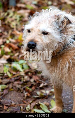 scruffy dog outdoors sitting, staring, playing, friendly, and alert ...