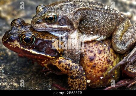 Common frog cuddle, mating Stock Photo - Alamy