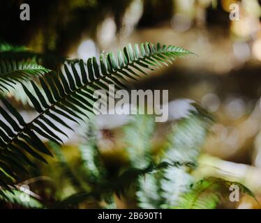 Sword Fern, Polystichum munitum, along a forest road in Gifford Pinchot ...