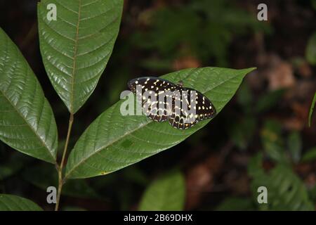 Common archduke (female), forest of Borneo, Malaysia Stock Photo - Alamy