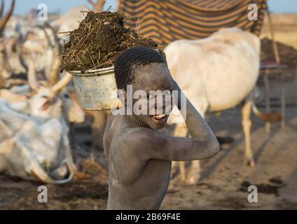 Mundari tribe boy collecting cow urine to use it to wash his body and dye his hair, Central ...