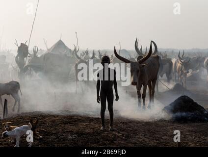 Mundari tribe boy in the middle of long horns cows in a cattle camp, Central Equatoria, Terekeka ...