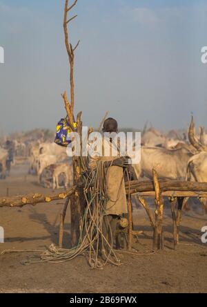 Mundari tribe boy in the middle of long horns cows in a cattle camp, Central Equatoria, Terekeka ...