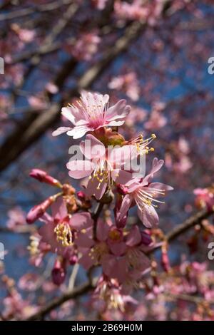 blooming trees. a branch of cherry blossoms, sakura, apples. beautiful ...