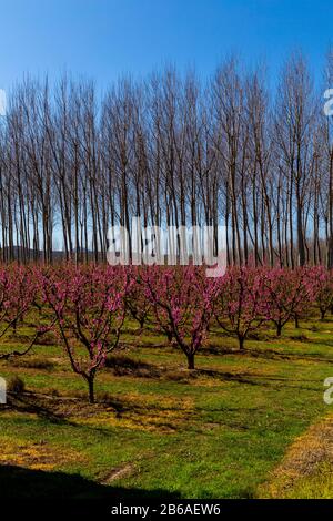 Flowering plum garden. Farm garden in spring Stock Photo - Alamy