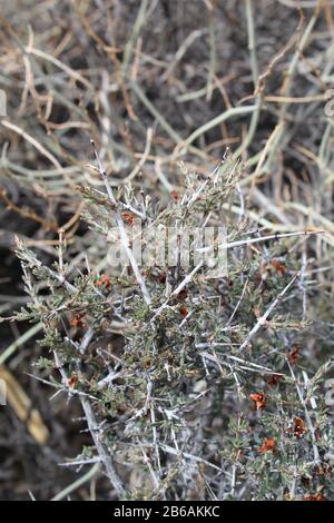 An abundance of Southern Mojave Desert plants in Joshua Tree National ...