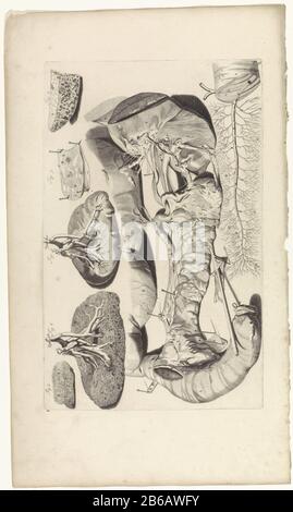 Anatomical study of the pancreas and kidneys. At the top right numbered ...