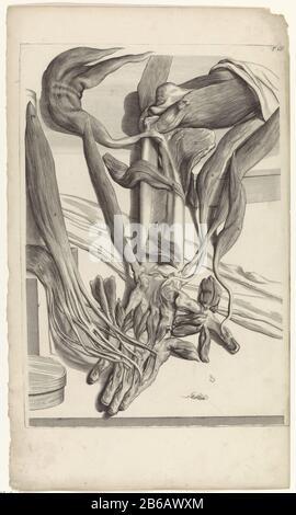 Anatomical study of the muscles and bones of the left -hand and hand ...