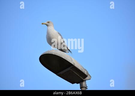 Seagull standing on top of street lamp lantern blue sky background ...