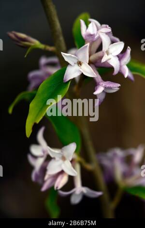 daphne bholua spring beauty,white pink flowers,winter flowering shrub ...