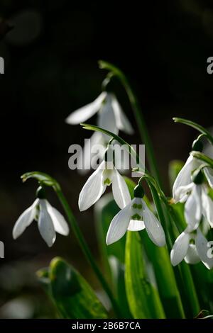 GRUMPY SNOWDROP Galanthus elwesii GREEN TEAR Stock Photo - Alamy