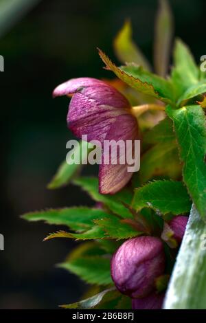 Helleborus × hybridus,Hellebore,Hellebores,helleborus,pink red,colour ...