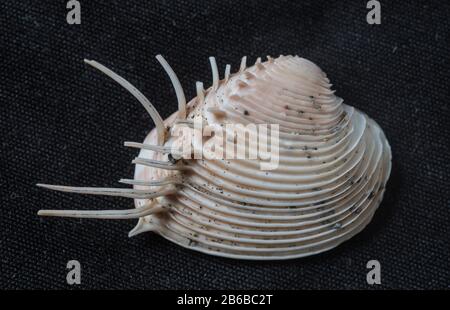 Bivalve shell (possible Pitar/ Hysterochoncha dione) from a Mexican ...
