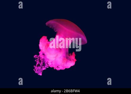 The jelly blubber (Catostylus mosaicus), also known as the blue blubber ...