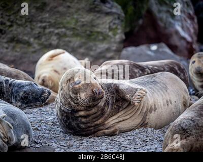Seals at Ravenscar, North Yorkshire, UK Stock Photo - Alamy
