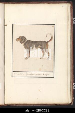 Beagle or Braque du Bourbonnais (Canis familiaris), Anselm Bootius de ...