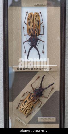 Specimen exhibition of beetle, Nawa Museum of Insects, Gifu City, Gifu ...