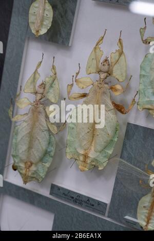 Specimen exhibition of insects, Nawa Museum of Insects, Gifu City, Gifu ...